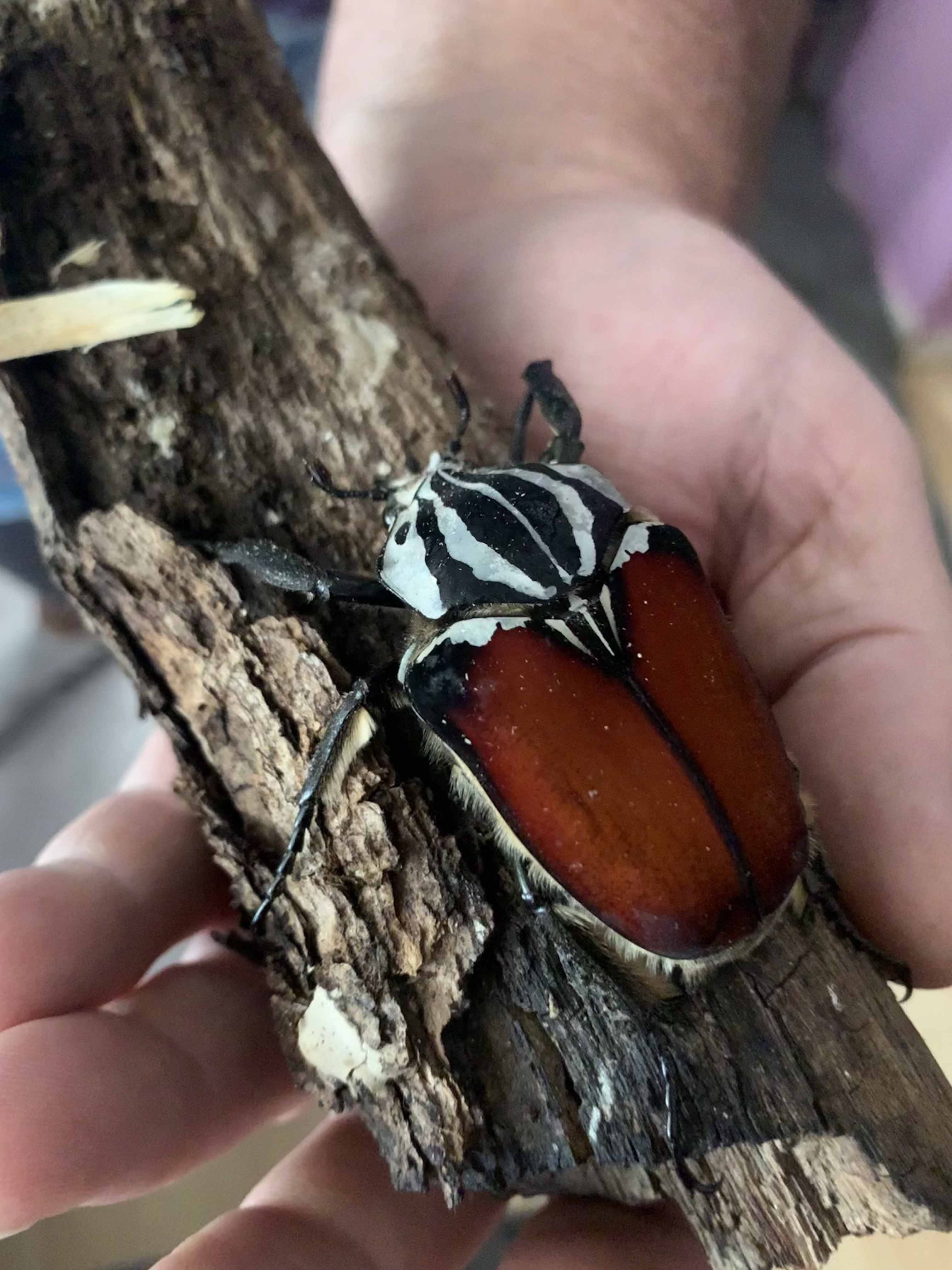 Photo Gallery – Reptile Ron Animal Presentations