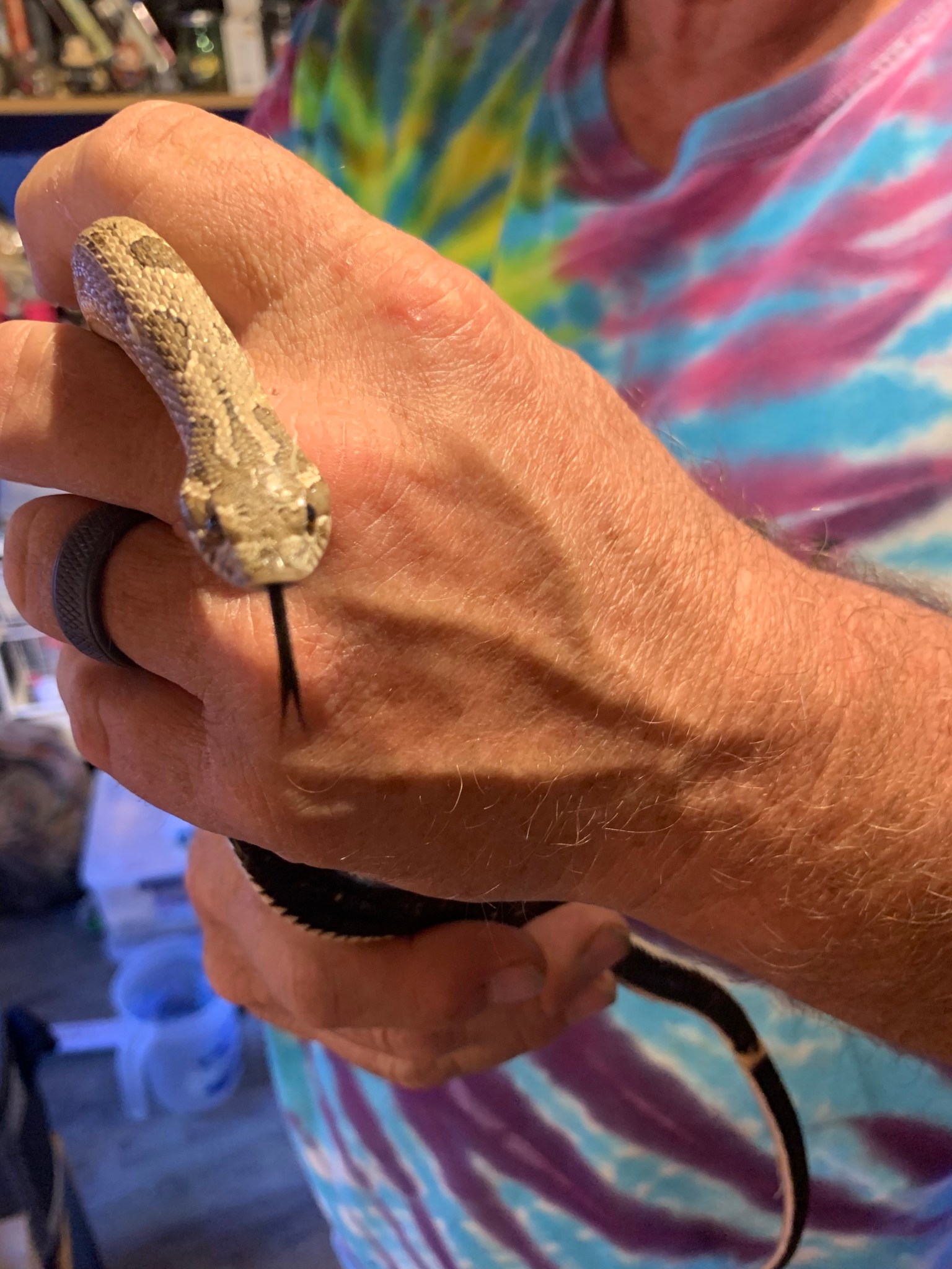 Photo Gallery – Reptile Ron Animal Presentations
