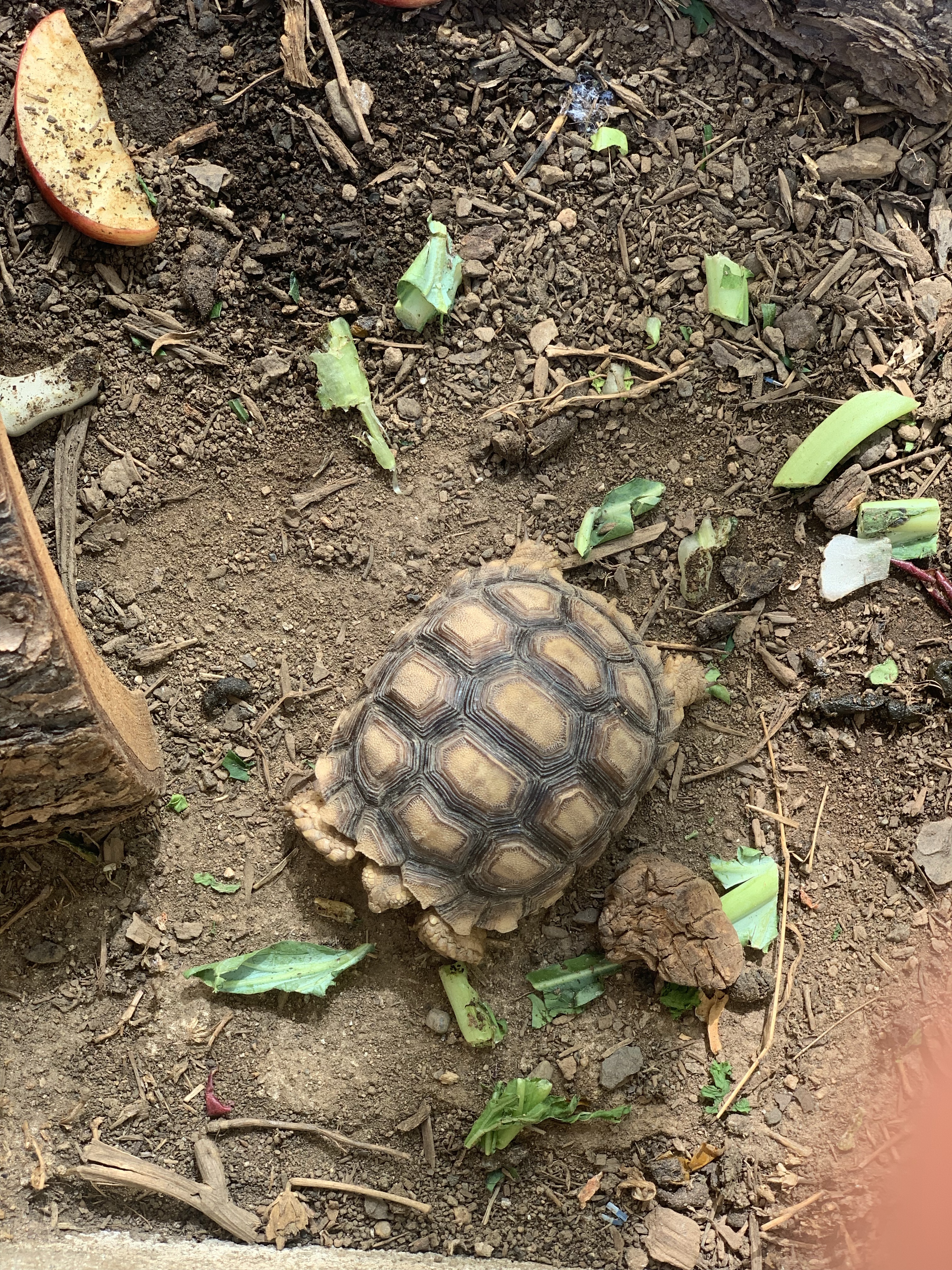 Photo Gallery – Reptile Ron Animal Presentations